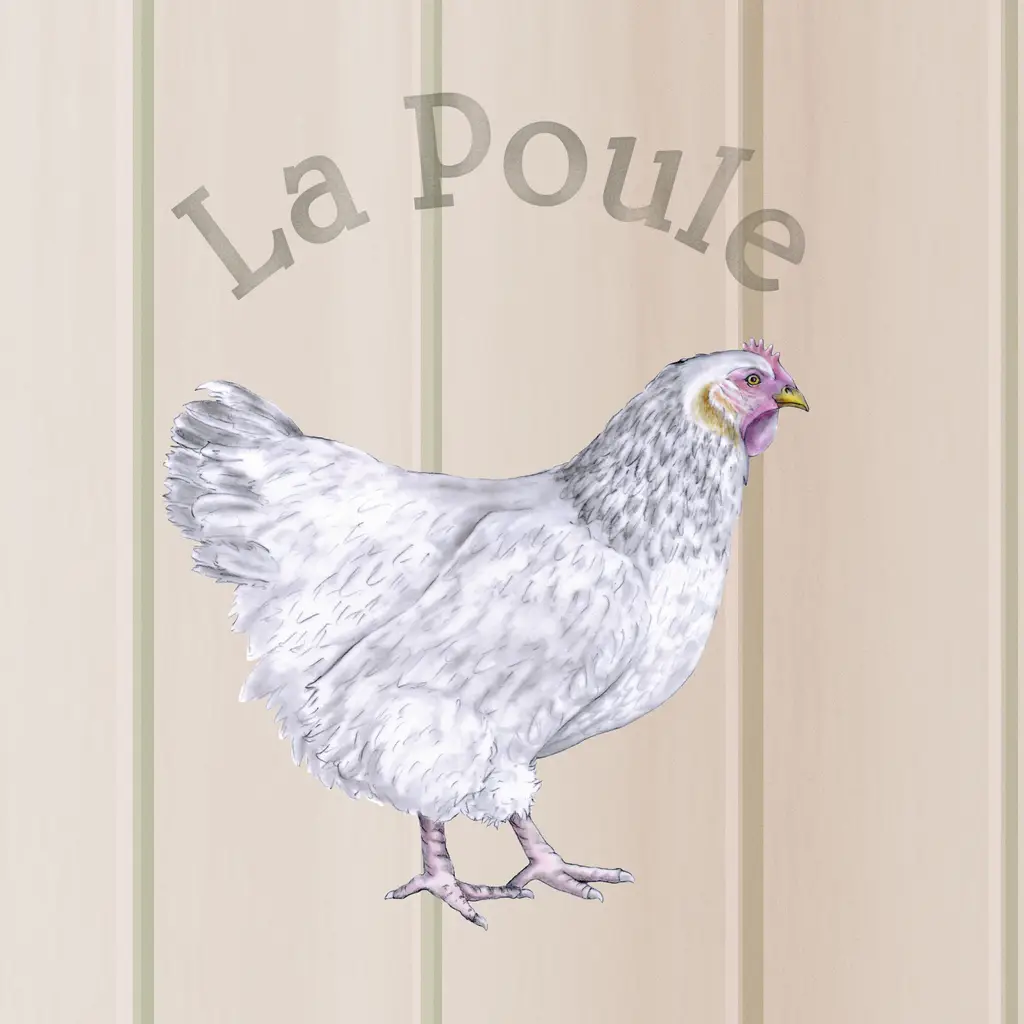 Farm animal art for tile-La Poule-Chicken-Tile Mural