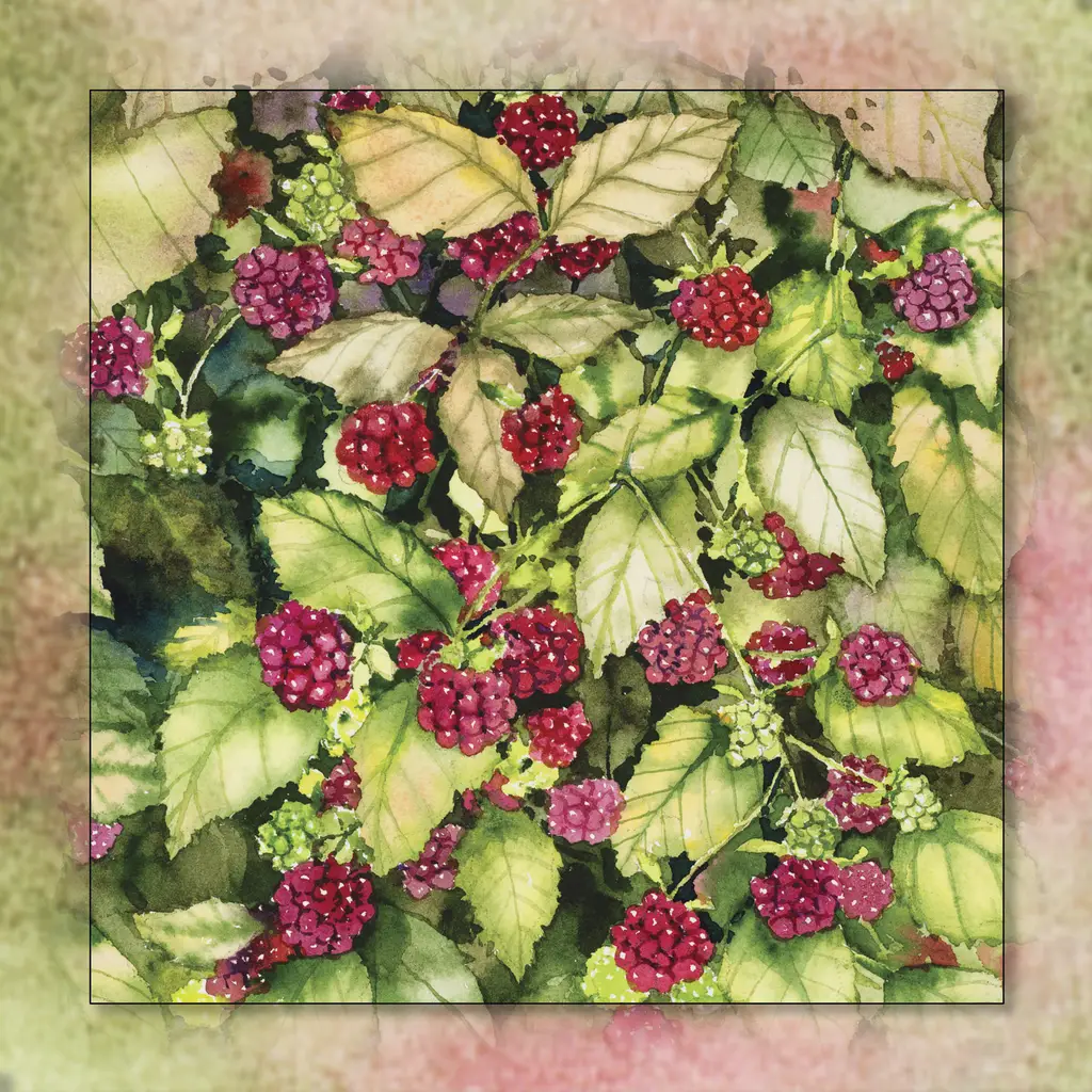 Fruits and vegetable accent tiles - KM-Blackberries - Accent Tile