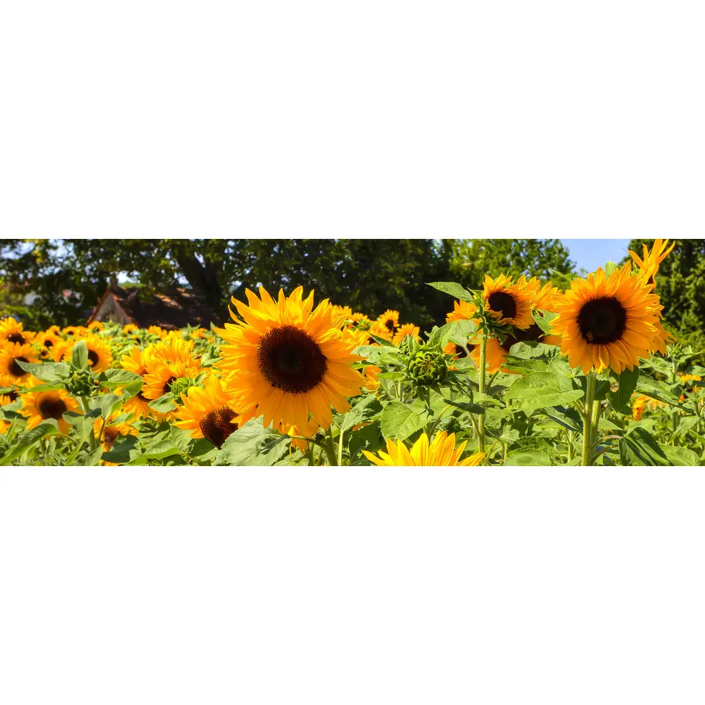 Photography on tile-Field of Sunshine-Tile Mural