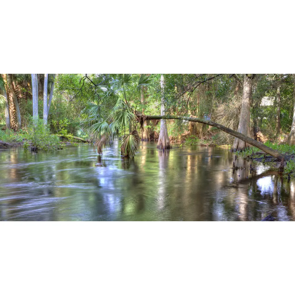 Decorative tile with waterviews-Cypress in the Swamp-Tile Mural