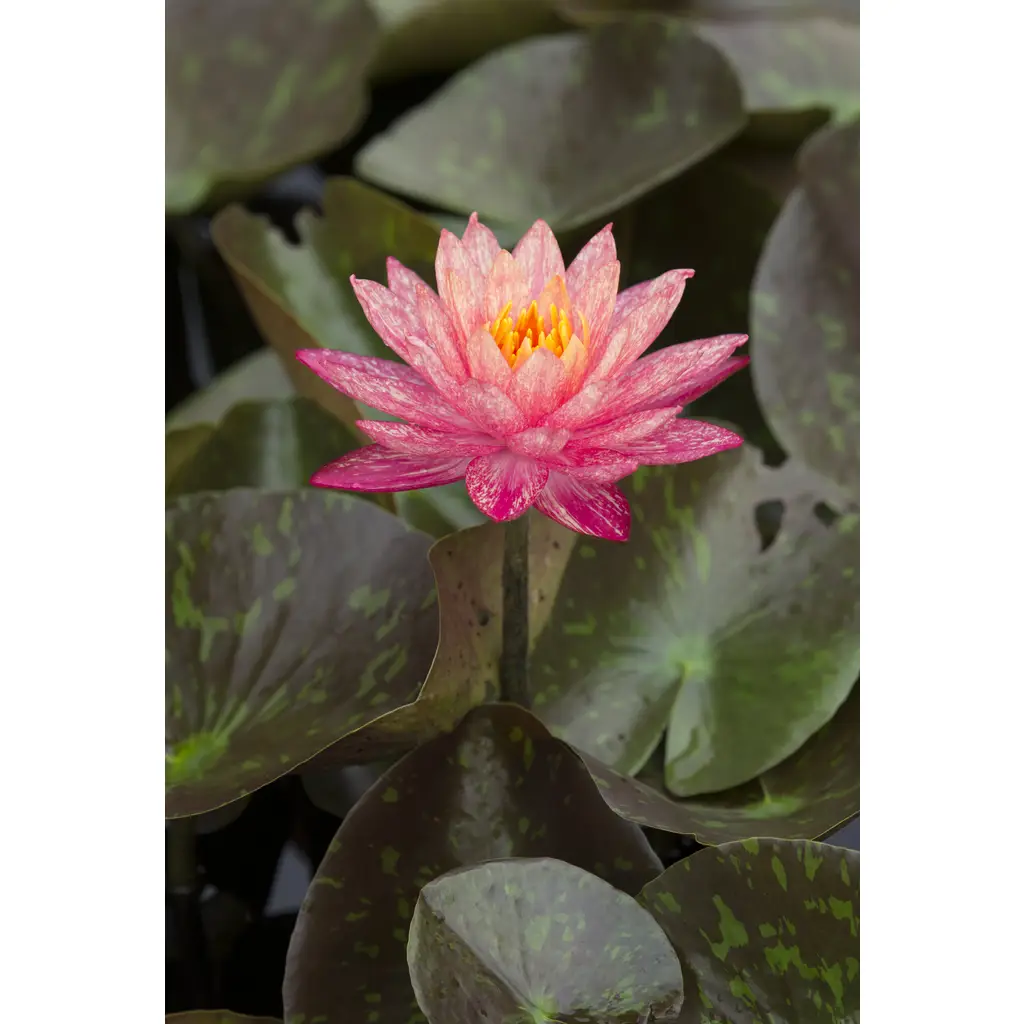 Tiles with tropical plants-Water Lily-Tile Mural