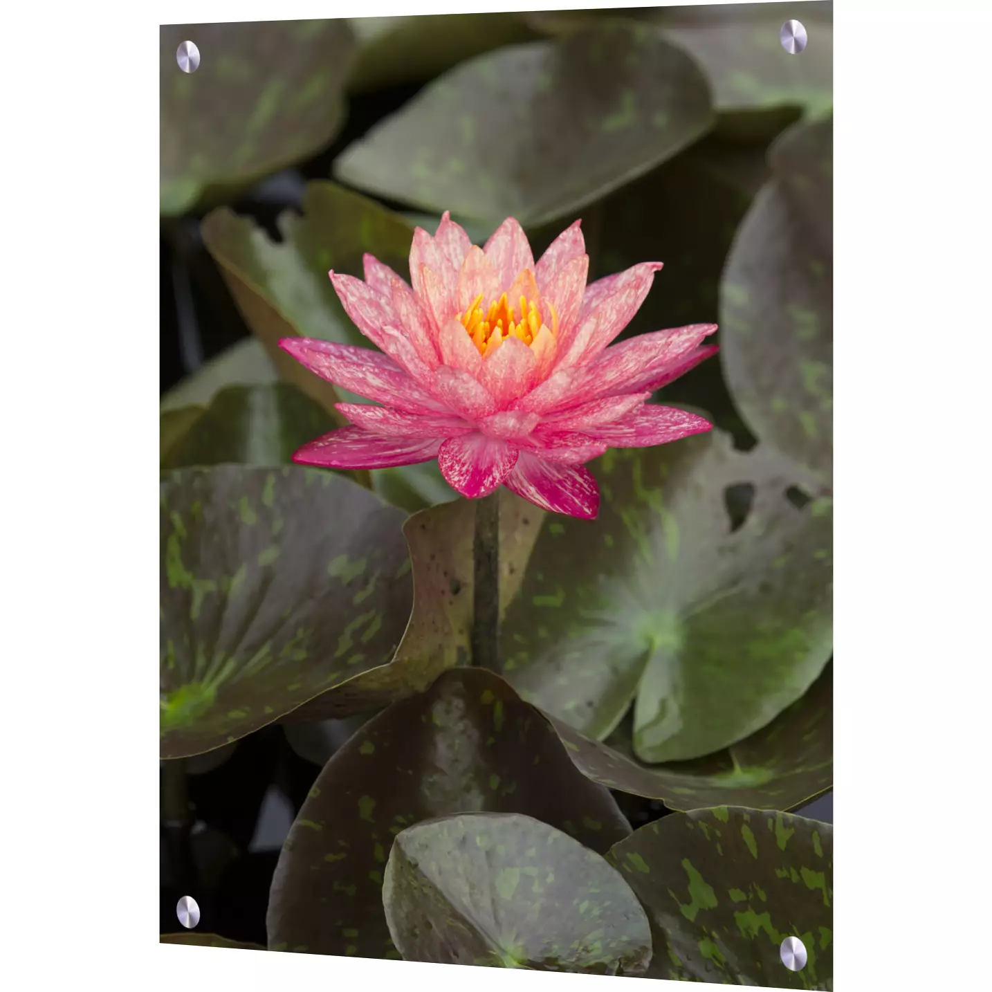 glass tiles with tropical plants-Water Lily-Art Glass Backsplash