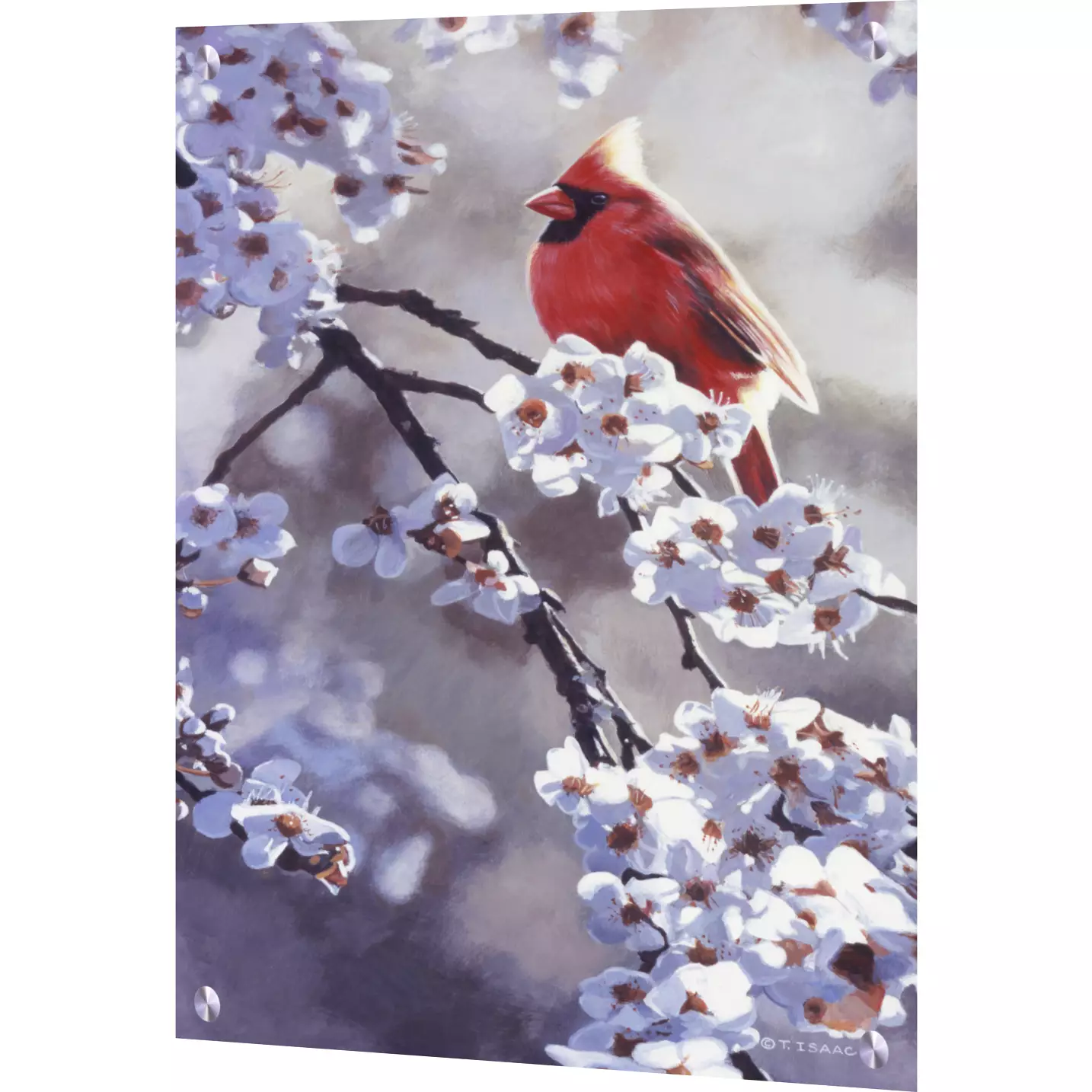 Backyard bird decorative tile-Spring Light Cardinal-Tile Mural
